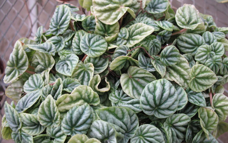 Ground Cover Plants for Landscaping | Kumaran Nursery Garden Vadipatti ...